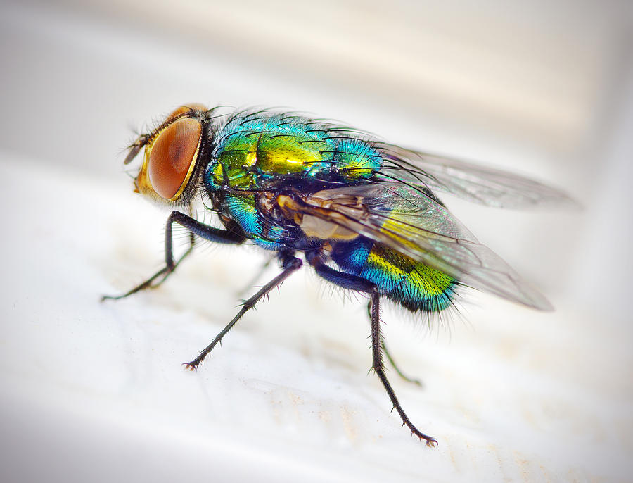 A Fly Digital Art by DeepCVisualArts - Fine Art America