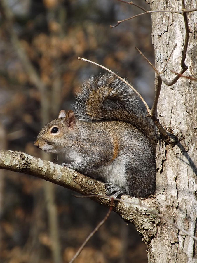 A Friendly Squirrel Photograph by Turtle Mull - Pixels