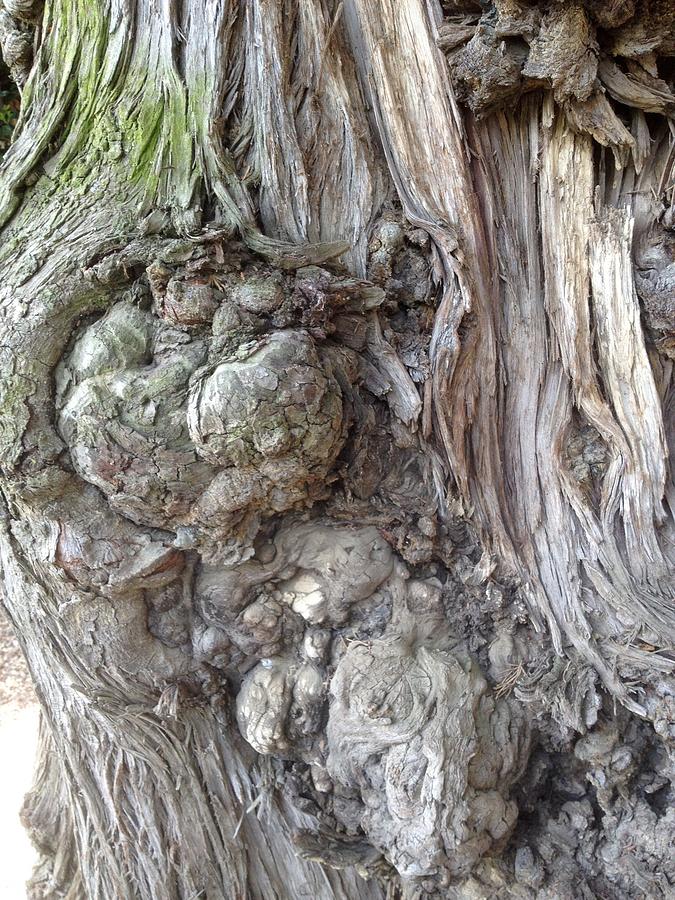 A Gnarled Tree Trunk Photograph by Terry Cobb - Fine Art America