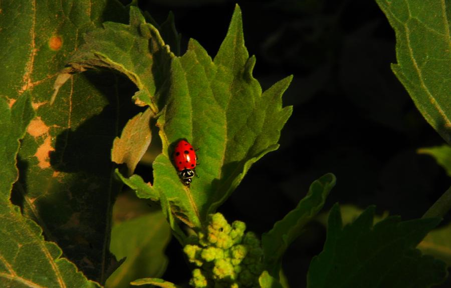 A Ladybug Photograph by Jeff Swan - Fine Art America