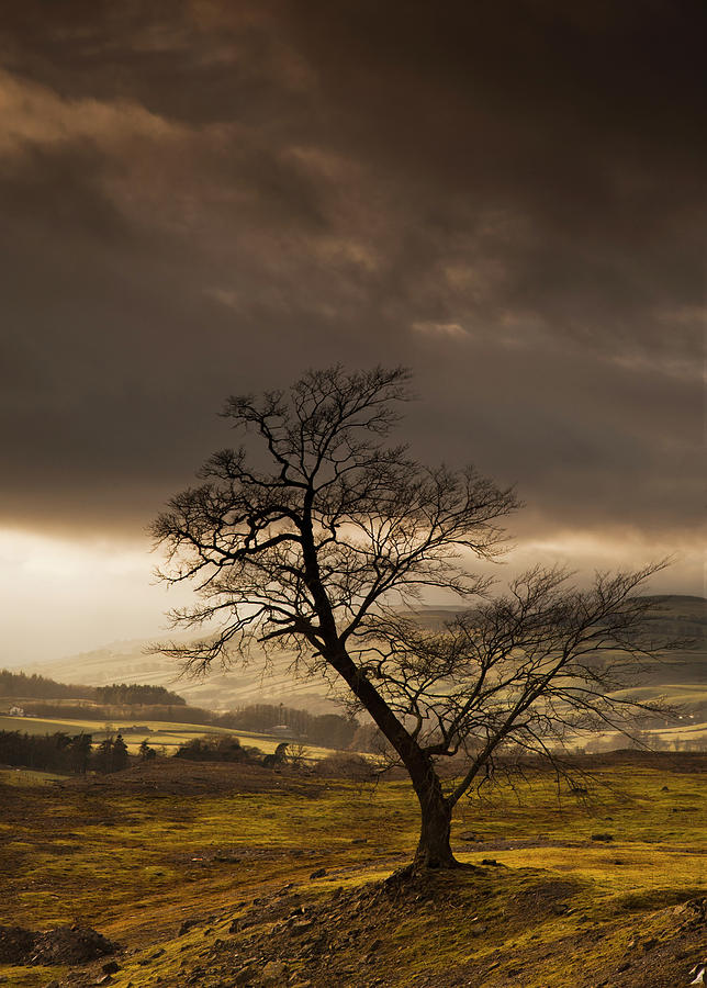 A Leafless Tree With Dark Clouds Photograph by John Short - Fine Art ...
