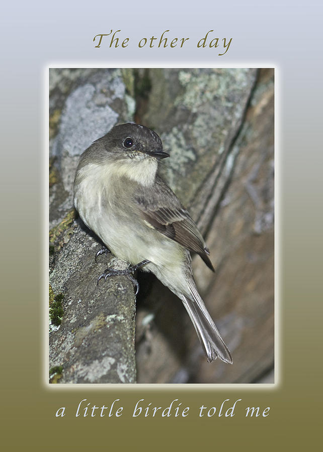 A little birdie told me note card Photograph by Michael Peychich - Pixels