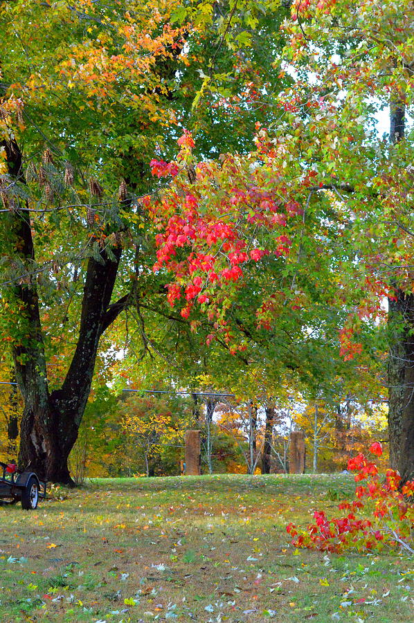 A maple pathway Photograph by Michael Anderson - Pixels