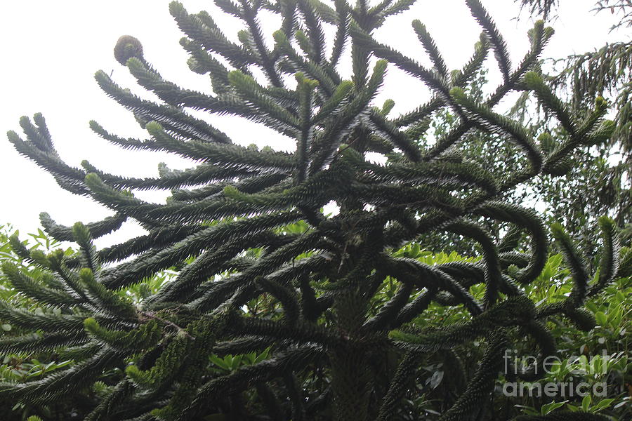 A Monkey Tree Photograph by Michael Goff - Pixels