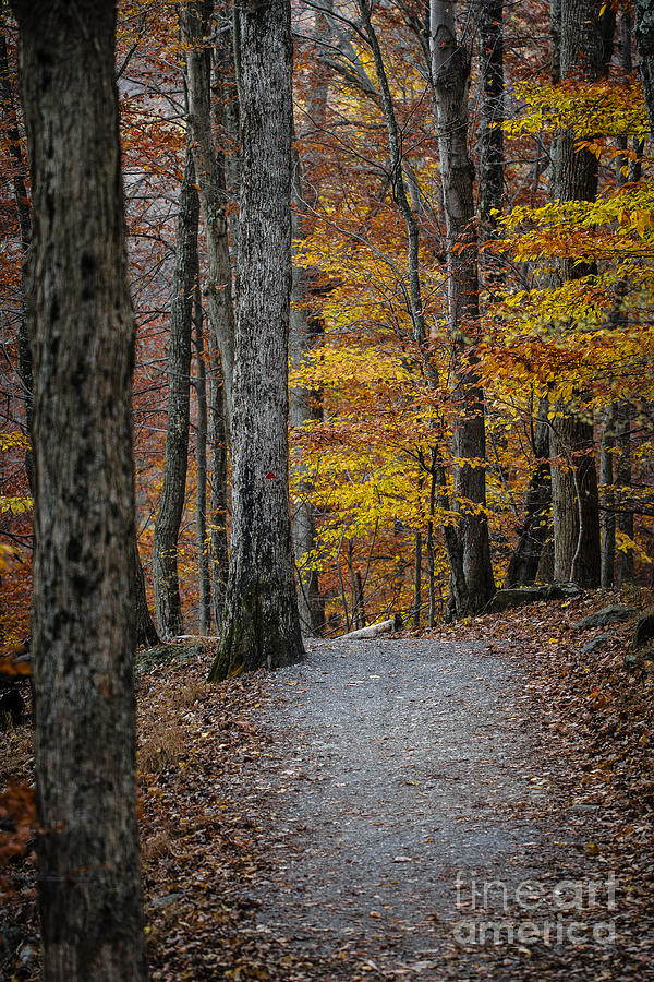 A More Dramatic Fall Walk Photograph by Greg Schneider - Pixels