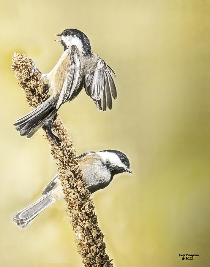 A Pair of Chickadees Photograph by Peg Runyan - Fine Art America