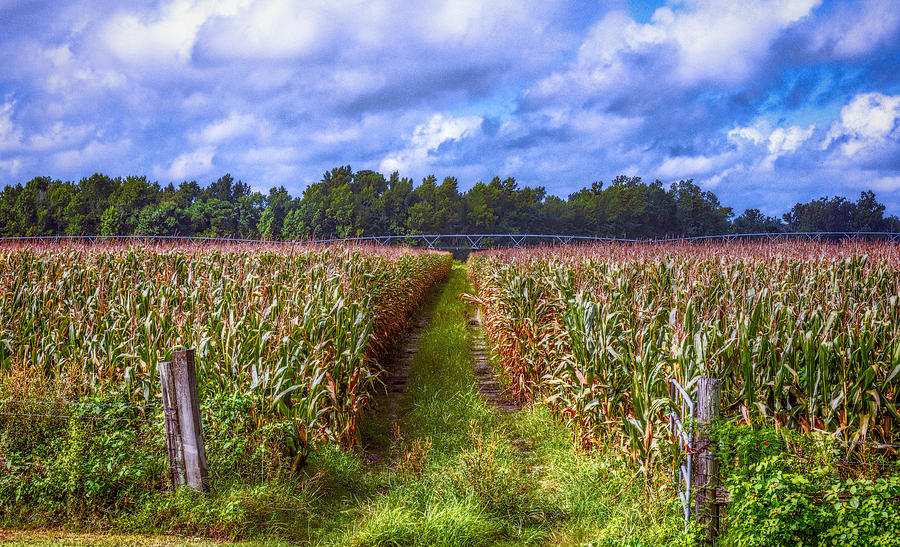 A Path Less Traveled Photograph by Lewis Mann - Fine Art America
