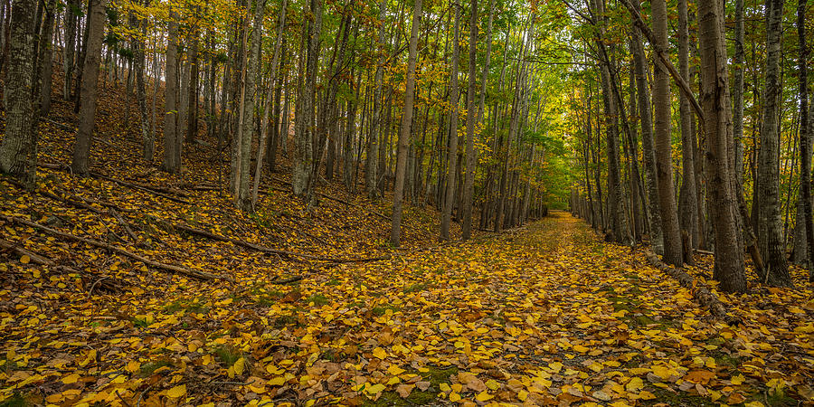 A Poplar Trail Photograph by Troy Sands - Fine Art America