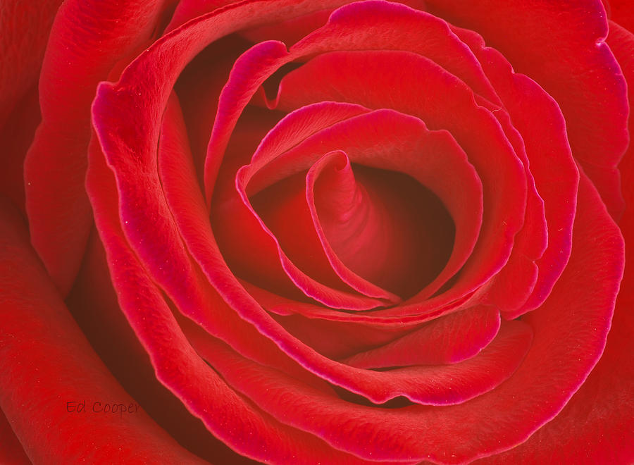 A Rose Photograph by Ed Cooper - Fine Art America