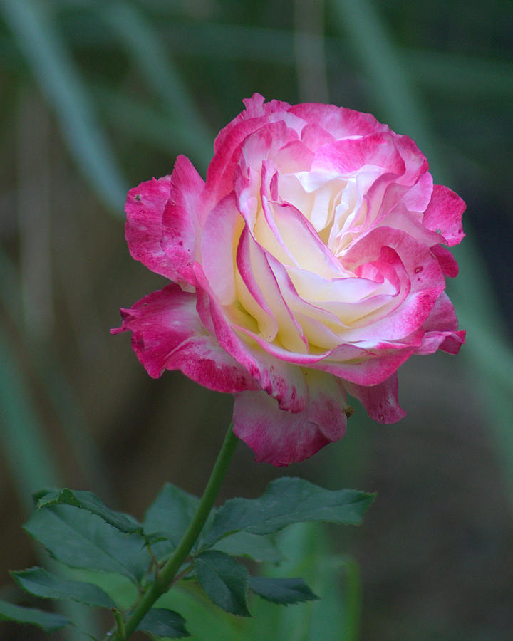 A Simple Rose Photograph by Darla Abernathy - Fine Art America