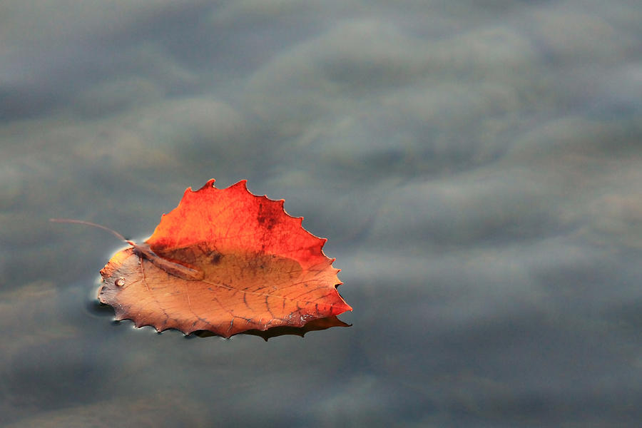 A Single Leaf Photograph by Stephen Anthony - Fine Art America