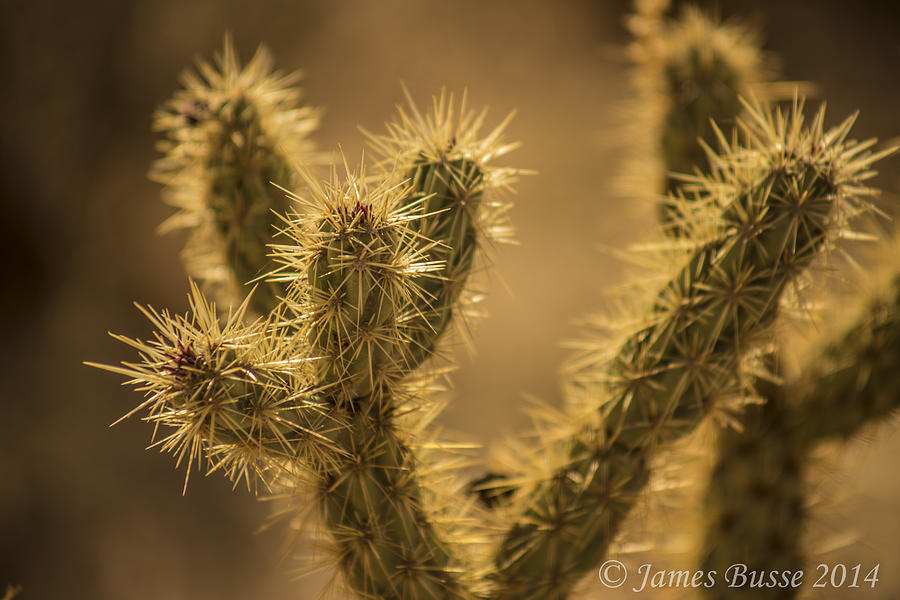 A Small Cactus Photograph by James Busse - Fine Art America