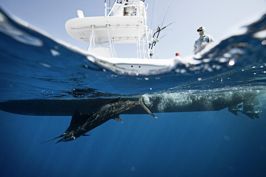 A Split Level Underwater View Photograph by Chris Ross - Pixels