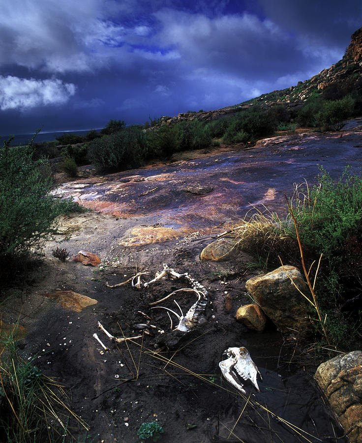 A Springbok Skeleton Partially Exposed Photograph by Keith Ladzinski ...