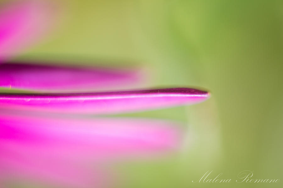 A thin pink line Photograph by Malena Romano - Fine Art America