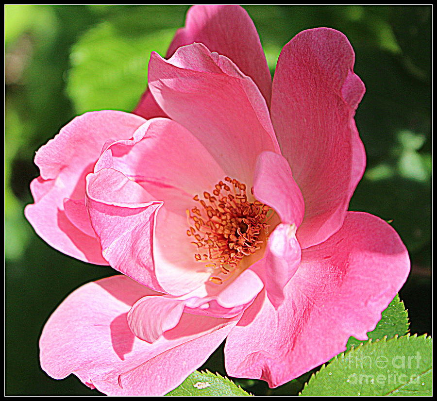 A Vision in Pink Photograph by Dora Sofia Caputo - Pixels