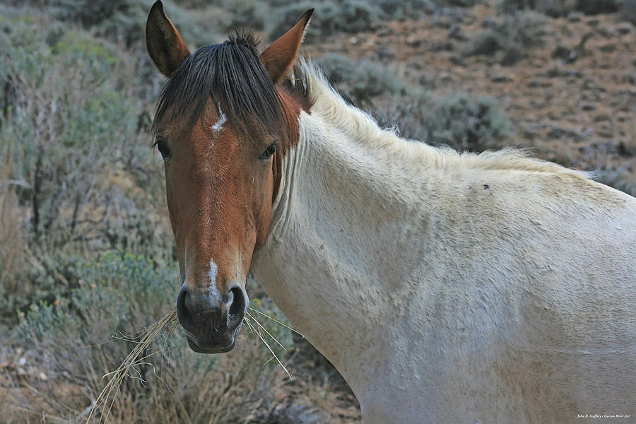 A Wild Mare Eats Supper Photograph by John Gaffney - Fine Art America
