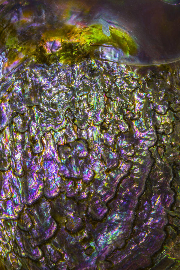 Abalone Shell 2 Photograph by Robert Storost - Fine Art America