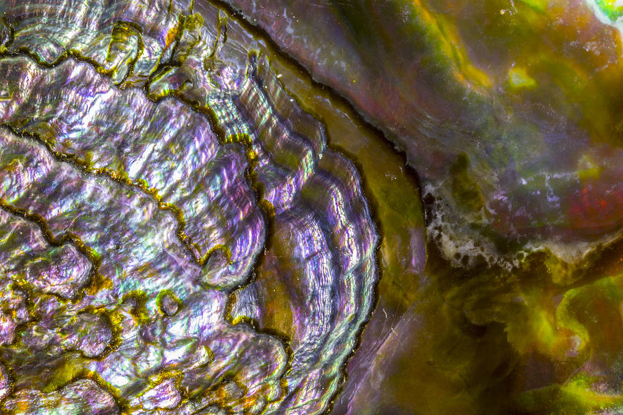 Abalone Shell 5 Photograph by Robert Storost - Fine Art America