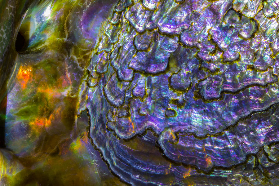 Abalone shell 6 Photograph by Robert Storost - Fine Art America