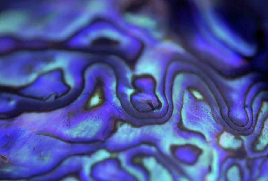 Abalone Shell Photograph by Peter Essick | Fine Art America