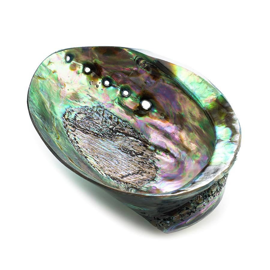 Abalone Shell Photograph by Science Photo Library - Fine Art America