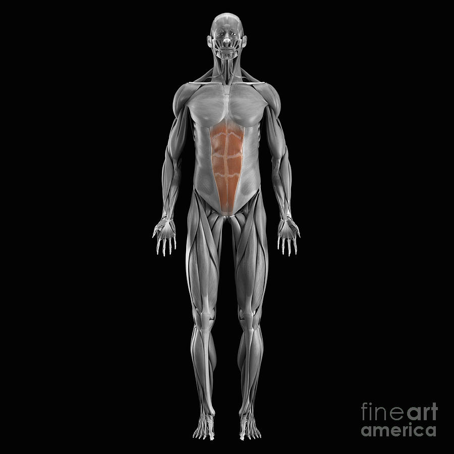 Abdominal Muscles Photograph by Science Picture Co - Pixels