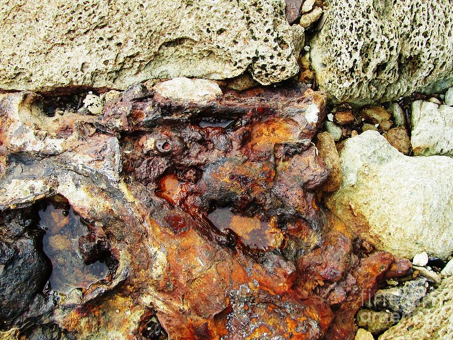 Abstract nature composition Photograph by Ted Pollard - Fine Art America