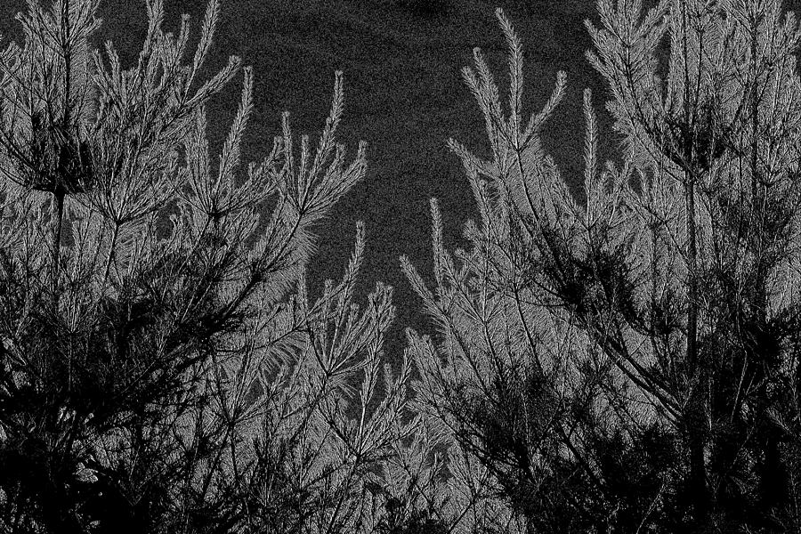 Abstract Pine Trees Photograph by Jp Grace | Fine Art America