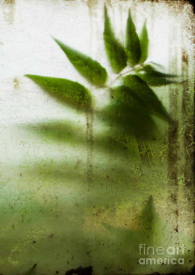 Abstract Plant Leaves Photograph by Andrea Gingerich - Fine Art America