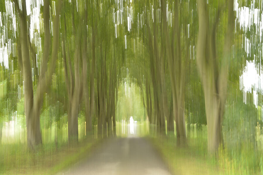 Abstract Trees Photograph by Sarah Couzens - Fine Art America