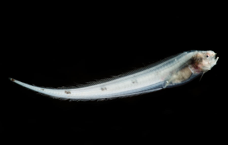 Abyssal Assfish Bassozetus Cf Compressus Photograph by Danté Fenolio ...