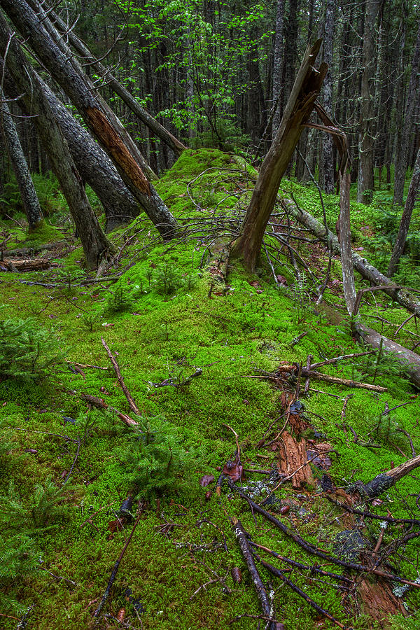 Acadia Rainforest Photograph by Jonathan Steele - Pixels