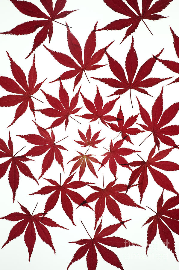 Acer Leaf Pattern Photograph by Tim Gainey - Fine Art America