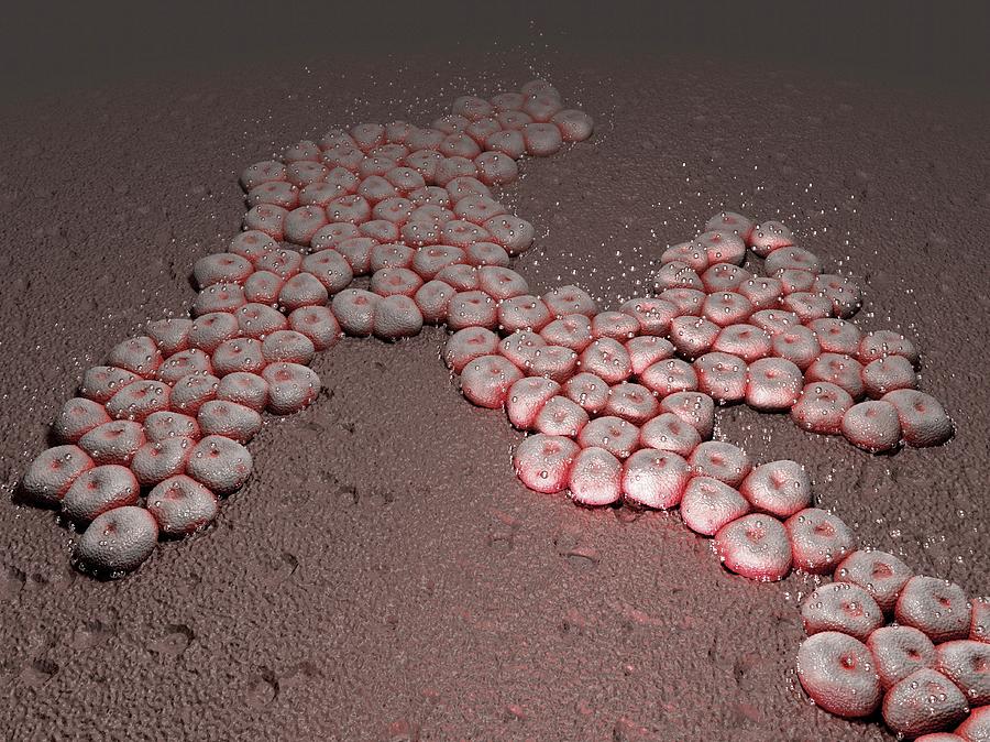 Acinetobacter Baumannii Bacteria Photograph by Hipersynteza Acinetobacter Baumannii Bacteria Photograph by Hipersynteza