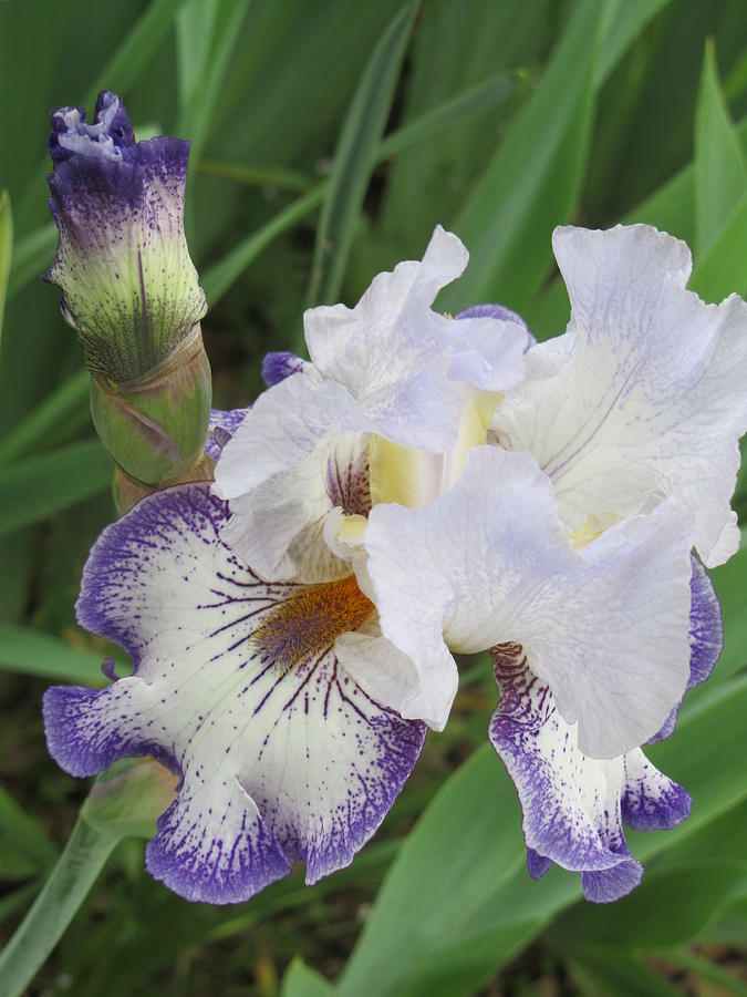 Acoma Iris Photograph by Iris Prints - Pixels