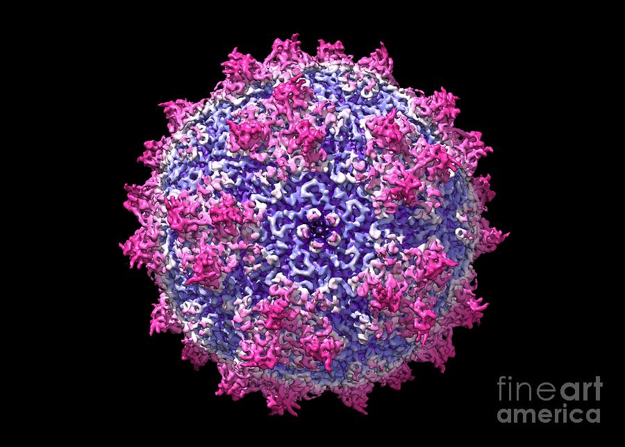 Adeno-associated Virus, Molecular Model Photograph by Science Photo ...