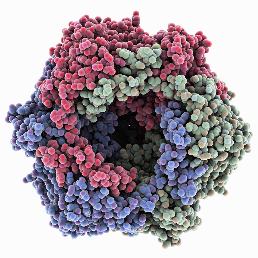 Adenovirus Hexon Protein Photograph By Science Photo Library