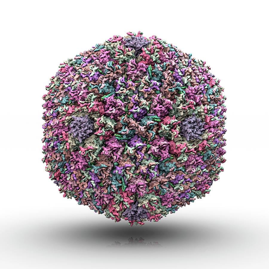 Adenovirus Particle Photograph by Animate4.com/science Photo Libary - Pixels