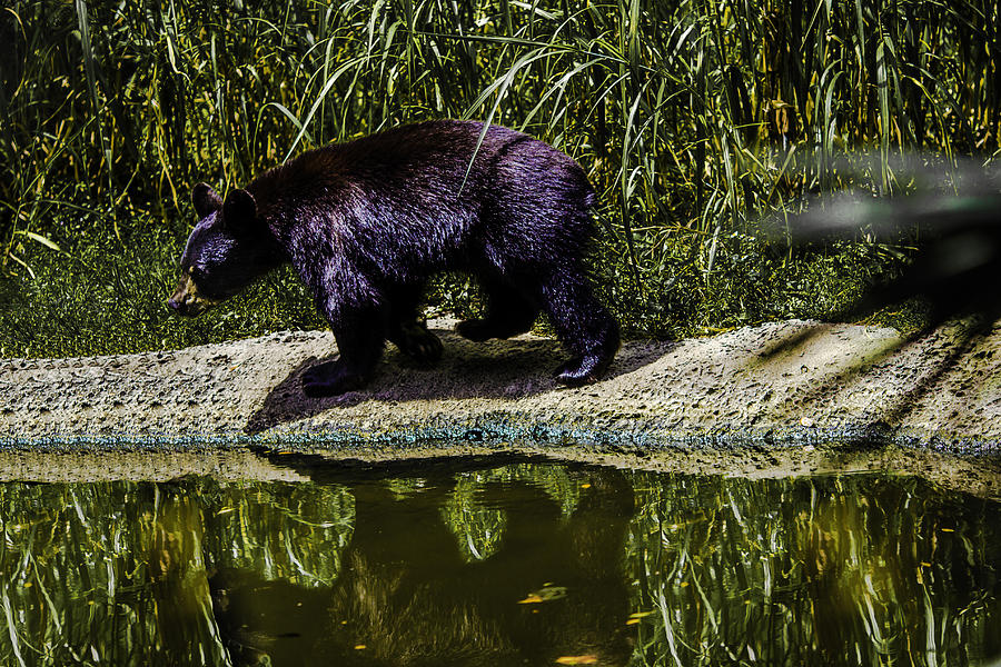 ADHD bear Photograph by Stephen Brown - Fine Art America