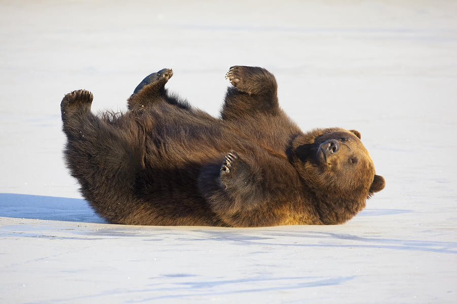 Adult Brown Bear Rolling On Its Back In Photograph by Doug Lindstrand ...
