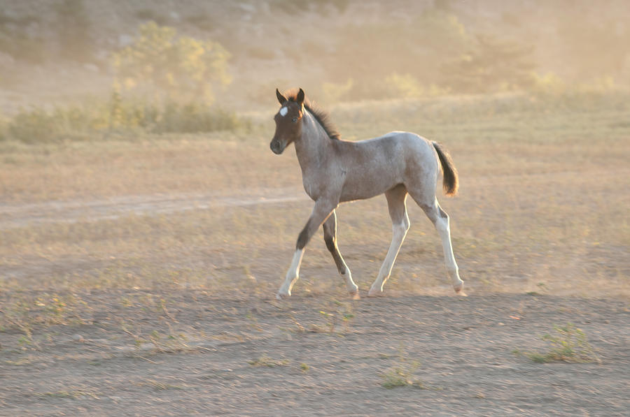 Adventerous Photograph by Janet Capps - Fine Art America