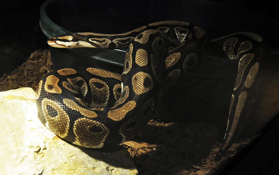 African Ball Python regius Photograph by Sally Rockefeller - Fine Art ...