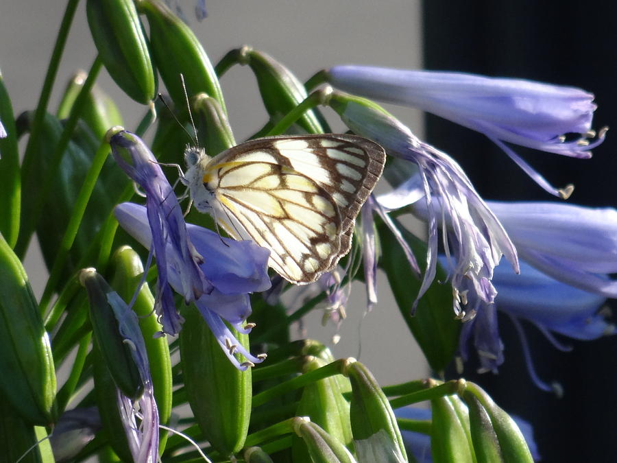 African Caper White Butterfly Photograph by Hermien Pellissier