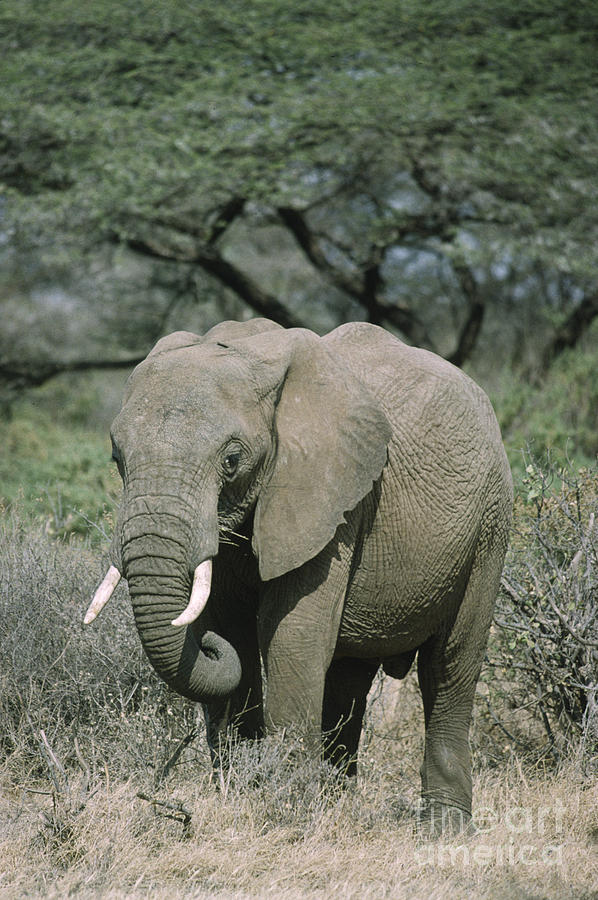 African Elephant Photograph by Adam Beaney - Fine Art America