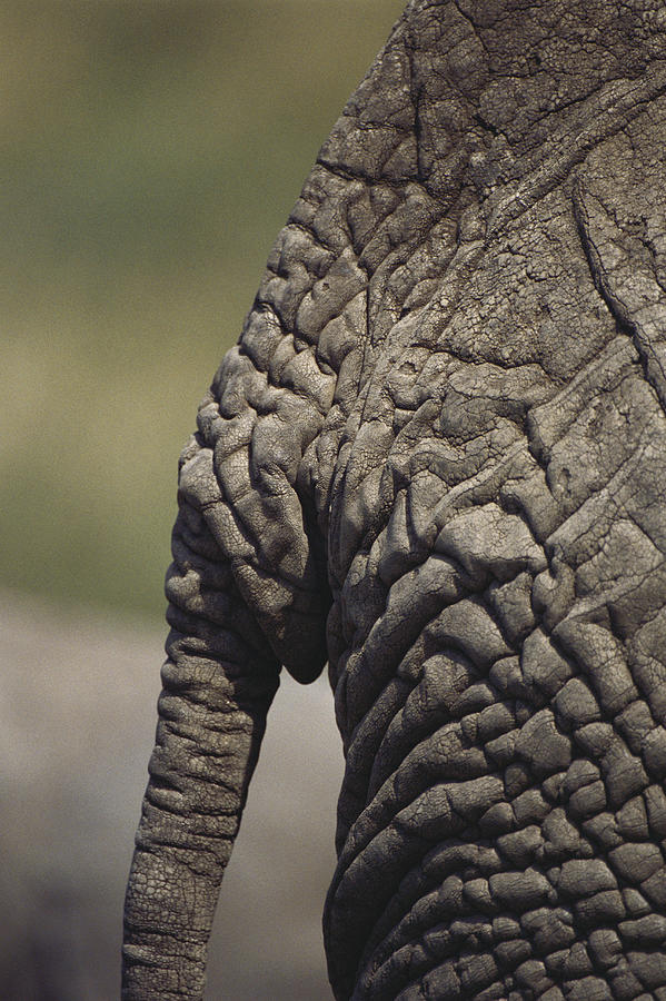 African Elephant Tail Photograph by Charles Angelo - Fine Art America