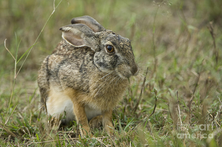 African Hare Photograph by John Shaw - Pixels