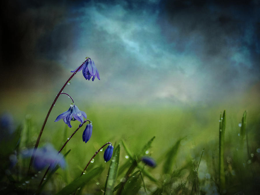 After The Spring Rain Photograph by ?smund Kv?rnstr?m - Pixels