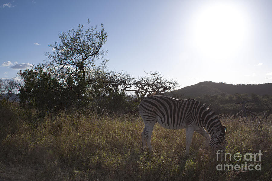 Afternoon Sun Photograph By Christina Gupfinger Fine Art America