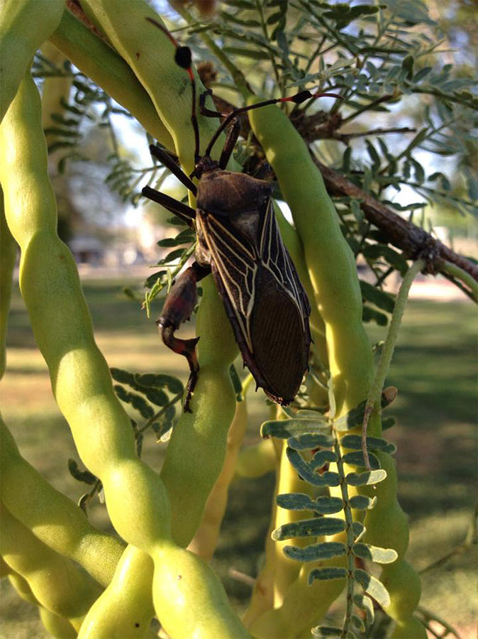 Agave Bug Photograph by William Wright - Pixels